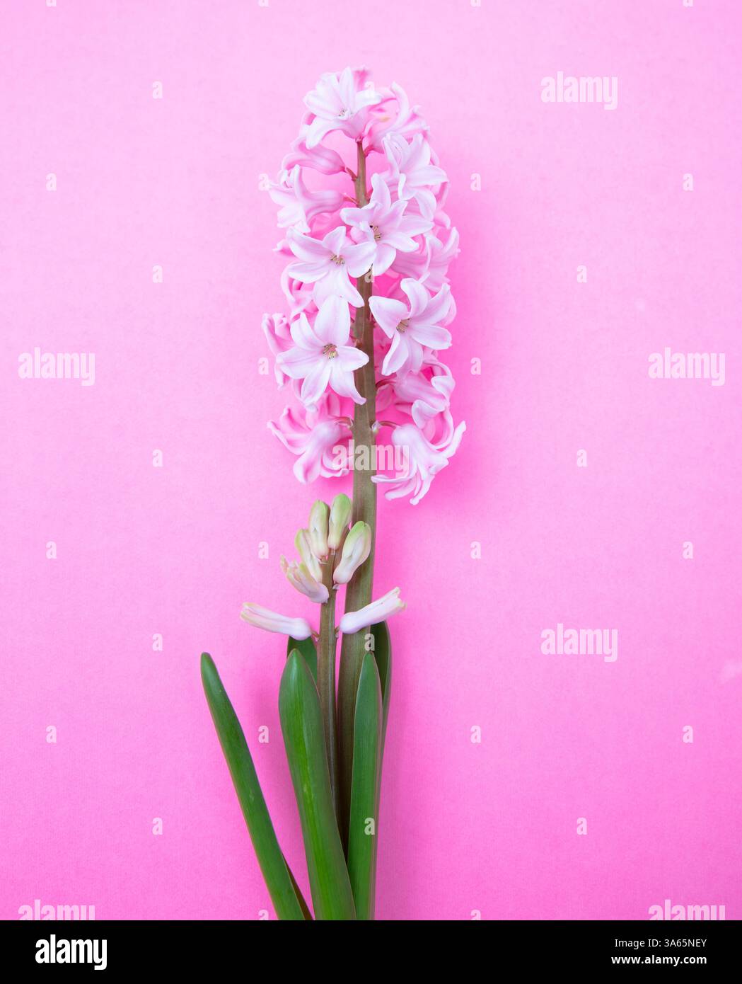 Hyacinth flower on bright pink background. Fresh pastel pink color ...
