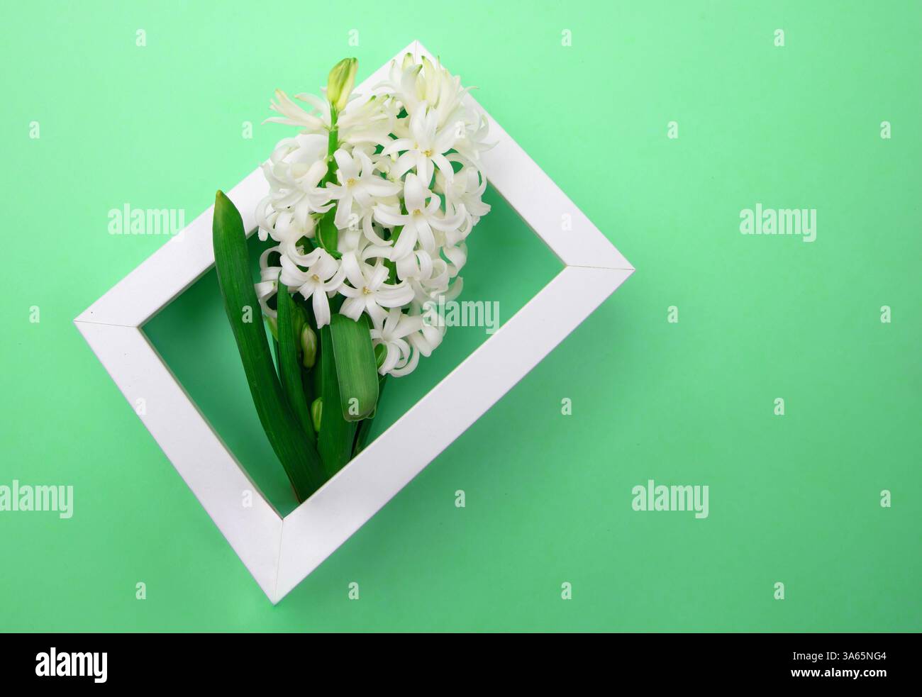 Mother day card template. Fresh white color Hyacinths flowers in a ...
