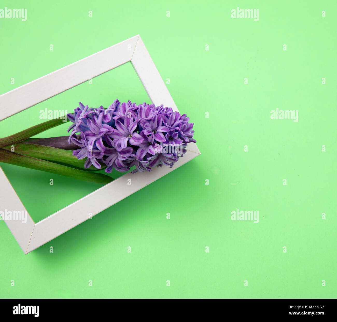 Mother day card template. Fresh blue purple Hyacinths flowers, pastel ...