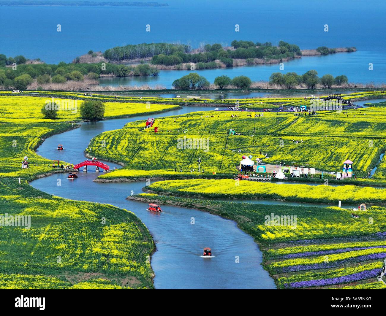 Aerial photo shows the cole flowers blooming on the lake in Gaoyou City ...