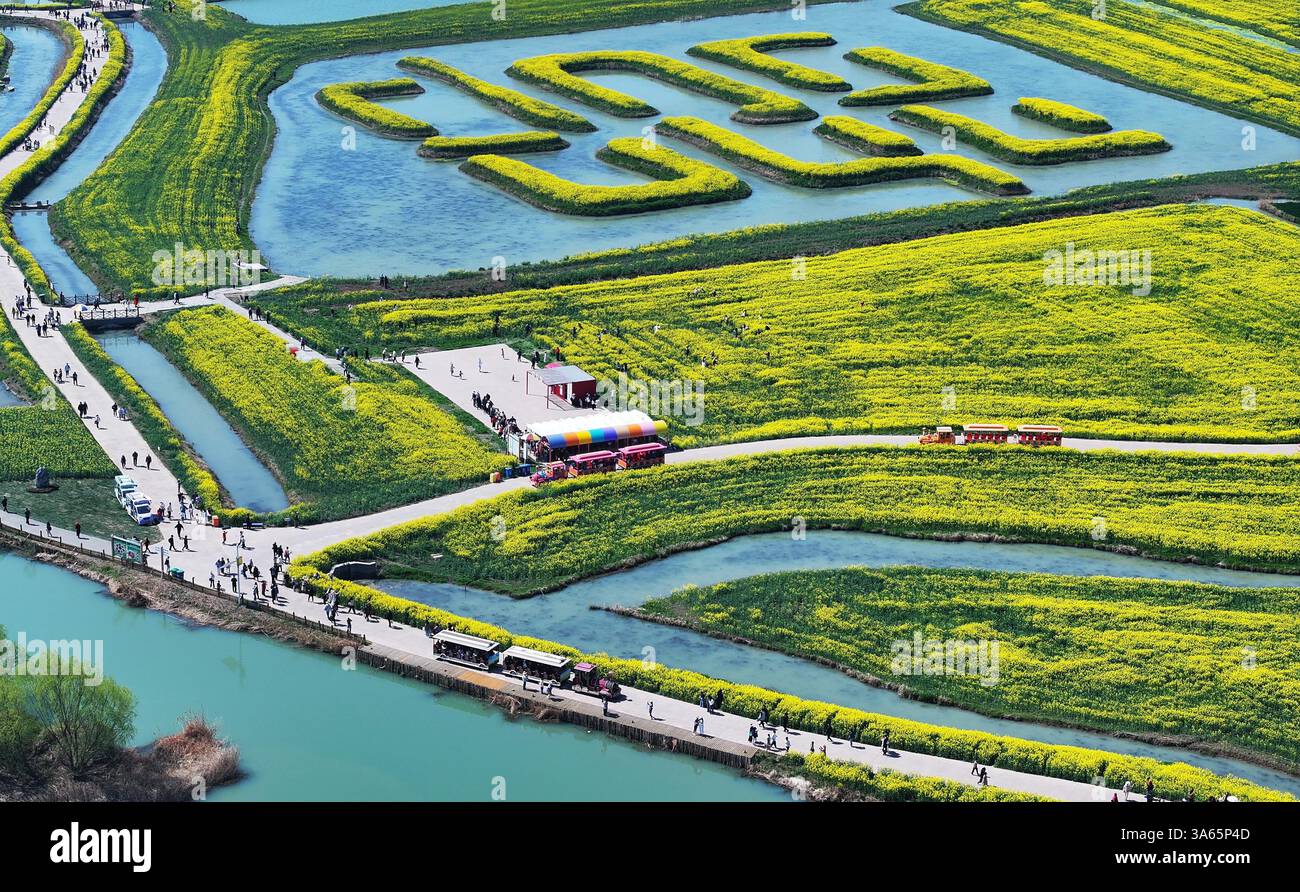 Aerial photo shows the cole flowers blooming on the lake in Gaoyou City ...