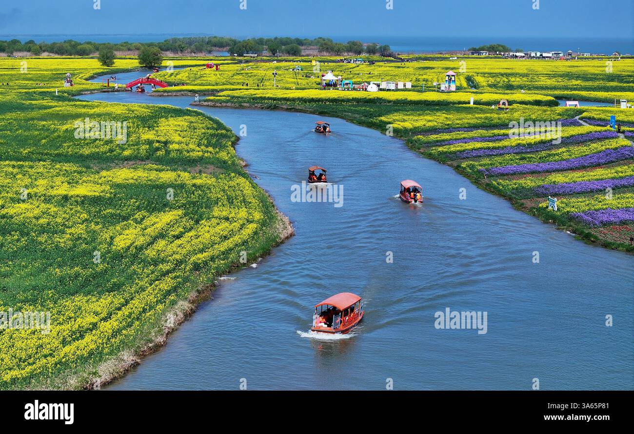 Aerial photo shows the cole flowers blooming on the lake in Gaoyou City ...