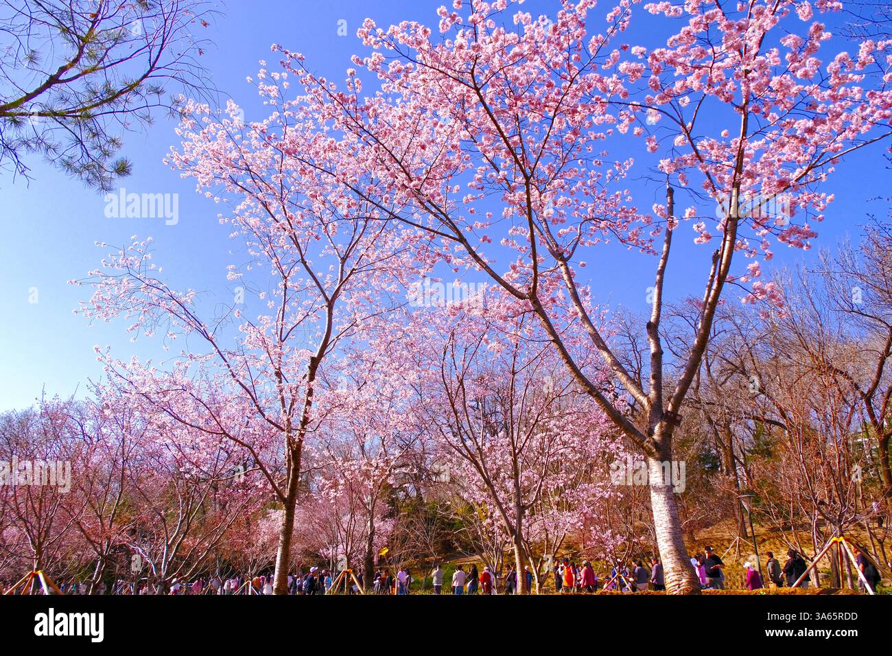 Cherry blossoms bloom at Yuyuantan Park in Beijing, China, 22 March ...