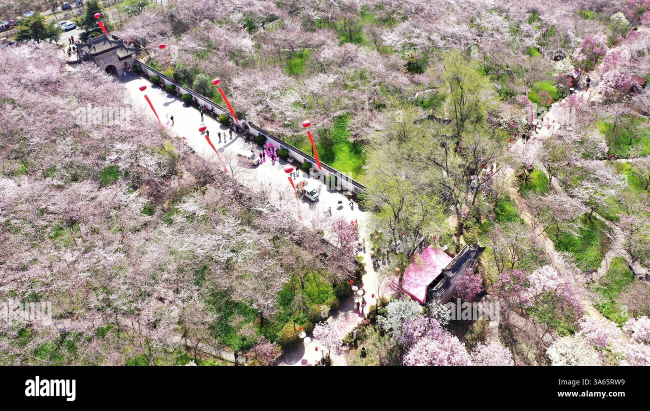 Aerial photo shows the cherry blossoms in Yanling County, Xuchang City ...