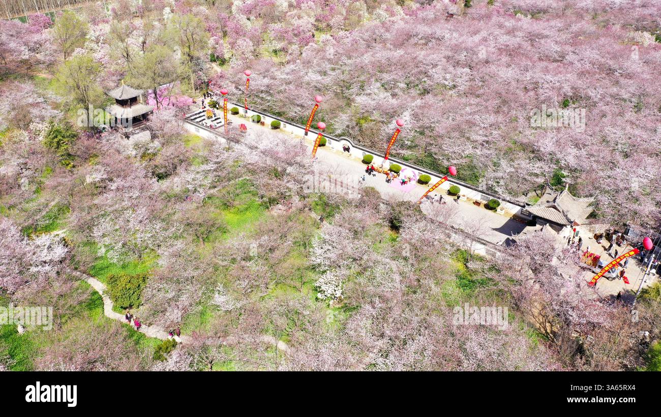 Aerial photo shows the cherry blossoms in Yanling County, Xuchang City ...