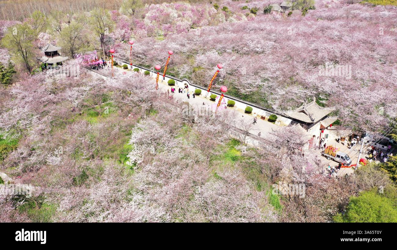 Aerial photo shows the cherry blossoms in Yanling County, Xuchang City ...