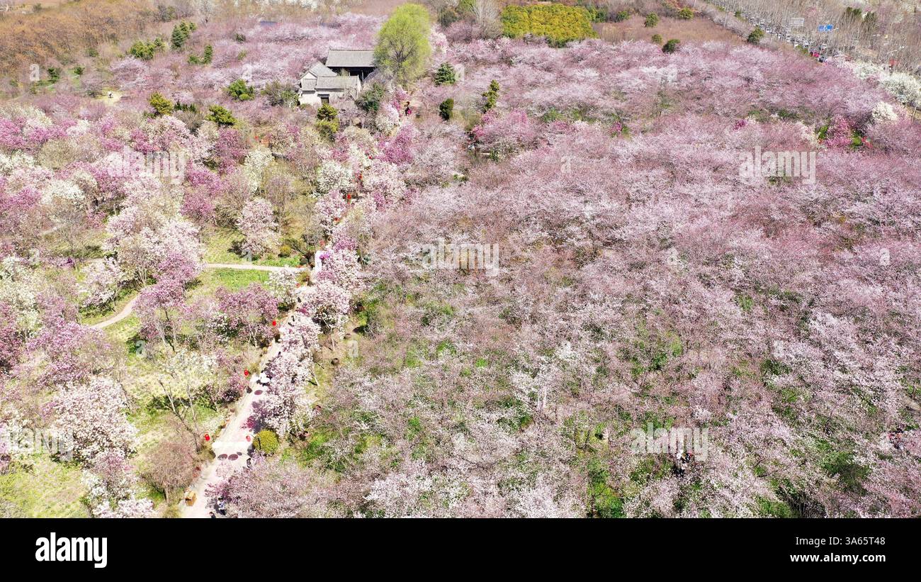 Aerial photo shows the cherry blossoms in Yanling County, Xuchang City ...