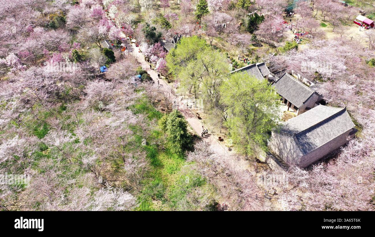Aerial photo shows the cherry blossoms in Yanling County, Xuchang City ...
