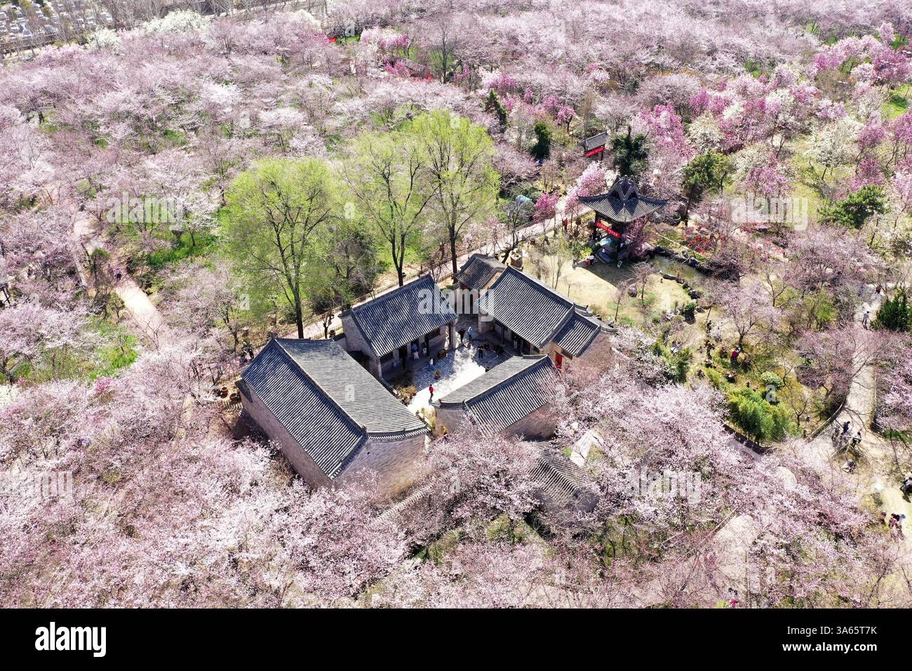 Aerial photo shows the cherry blossoms in Yanling County, Xuchang City ...