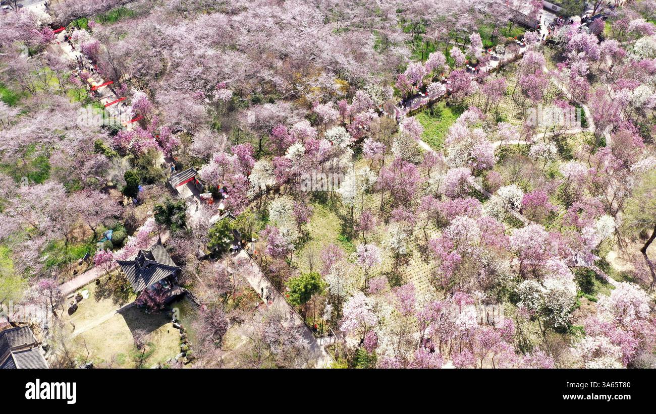 Aerial photo shows the cherry blossoms in Yanling County, Xuchang City ...