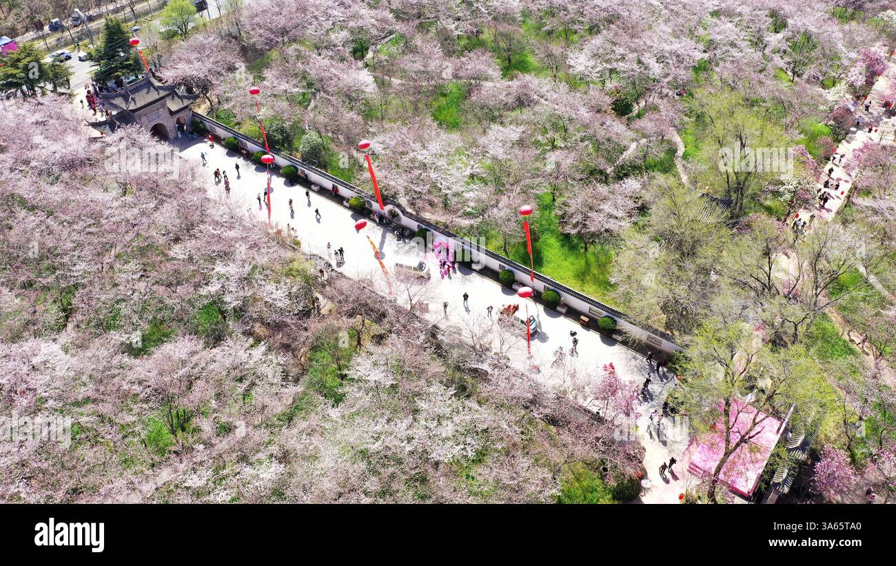 Aerial photo shows the cherry blossoms in Yanling County, Xuchang City ...