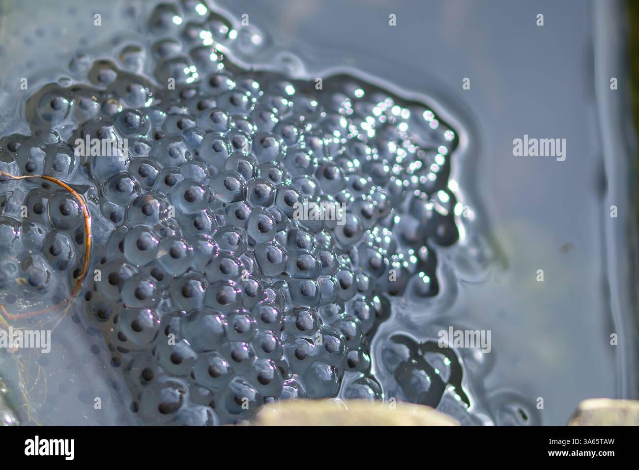 Detailed view of frog spawn immersed in a tranquil pond, highlighting the circular structure and ...