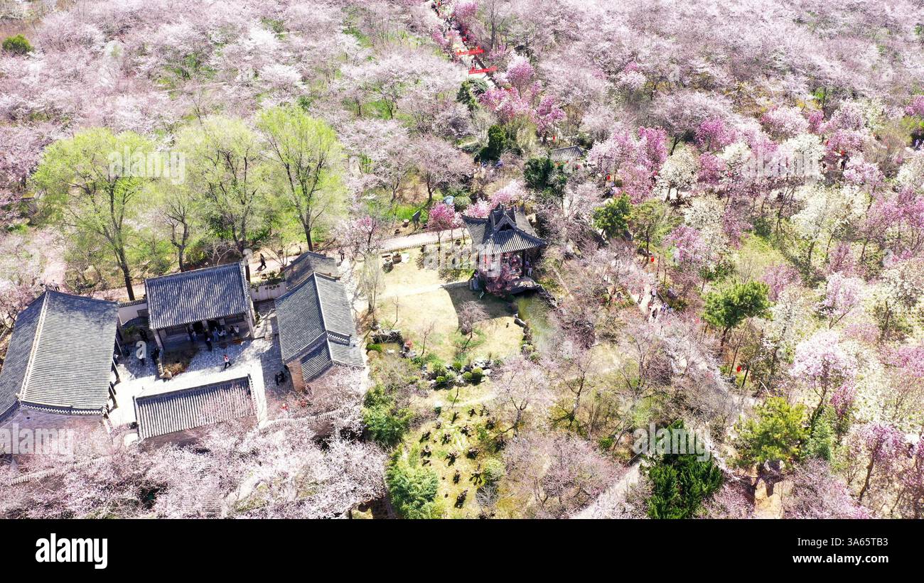 Aerial photo shows the cherry blossoms in Yanling County, Xuchang City ...