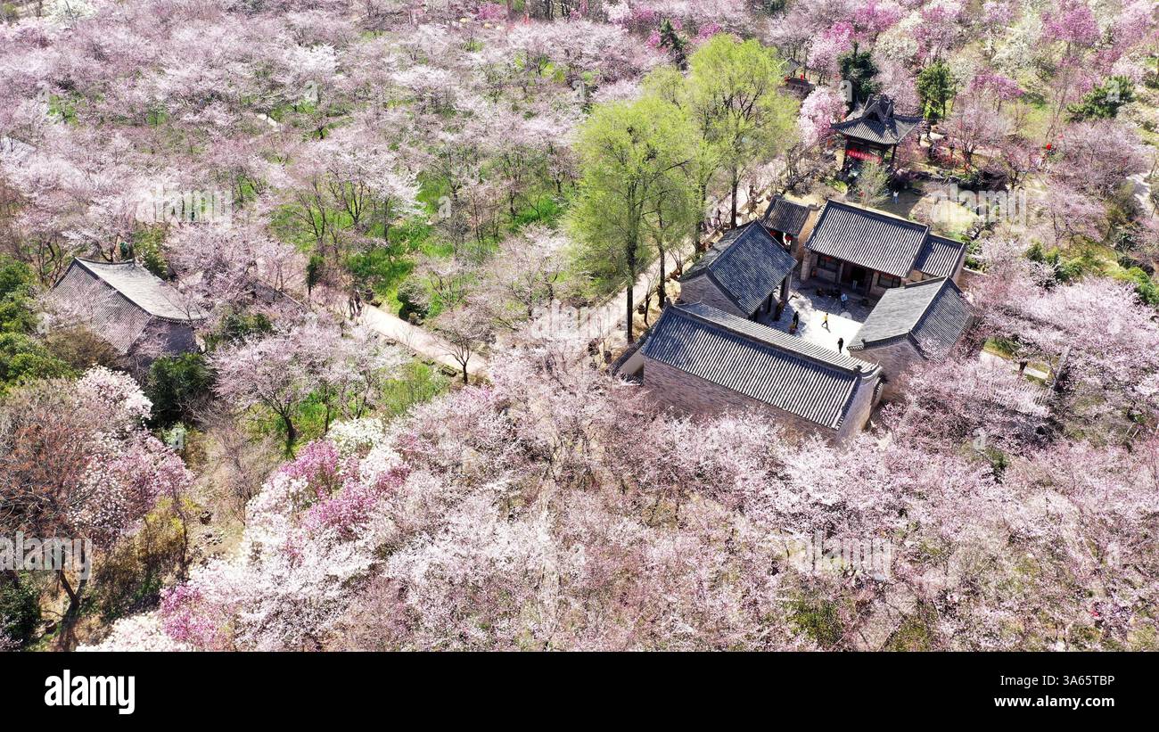 Aerial photo shows the cherry blossoms in Yanling County, Xuchang City ...