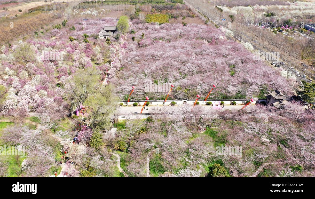 Aerial photo shows the cherry blossoms in Yanling County, Xuchang City ...