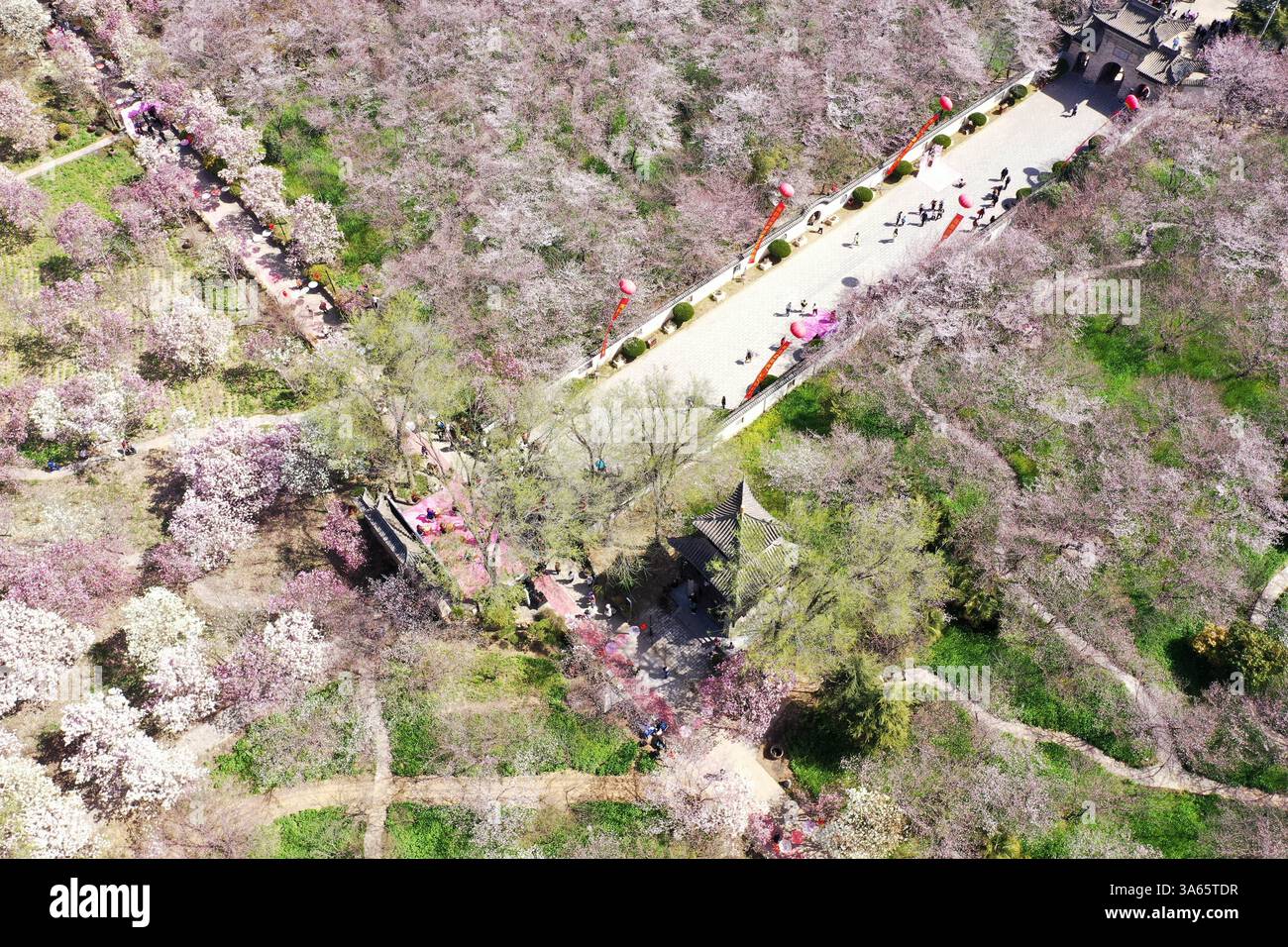 Aerial photo shows the cherry blossoms in Yanling County, Xuchang City ...