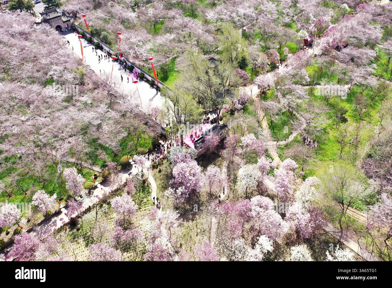 Aerial photo shows the cherry blossoms in Yanling County, Xuchang City ...