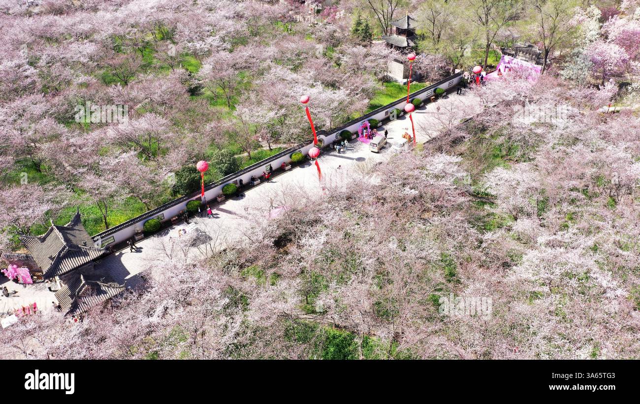 Aerial photo shows the cherry blossoms in Yanling County, Xuchang City ...