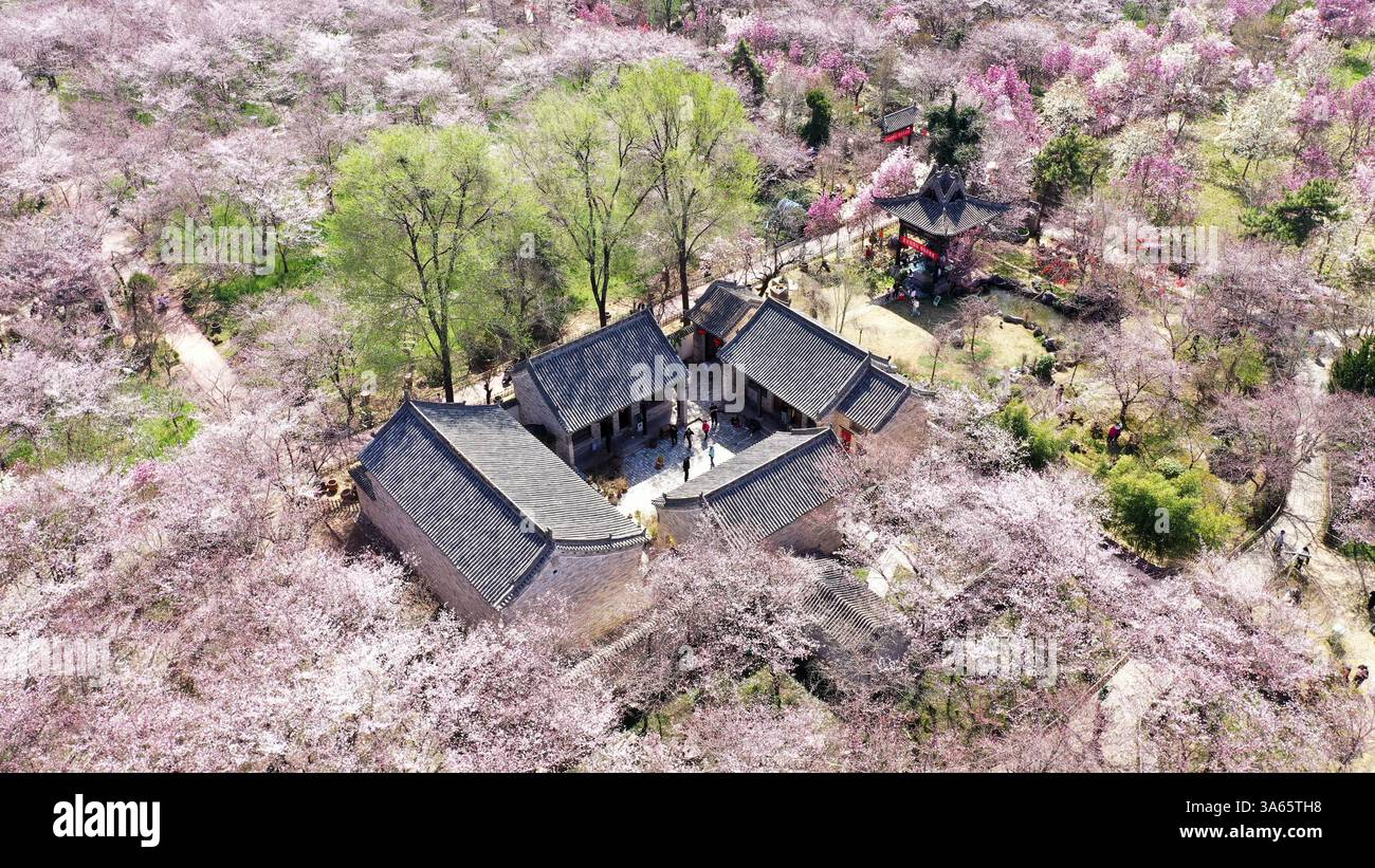 Aerial photo shows the cherry blossoms in Yanling County, Xuchang City ...