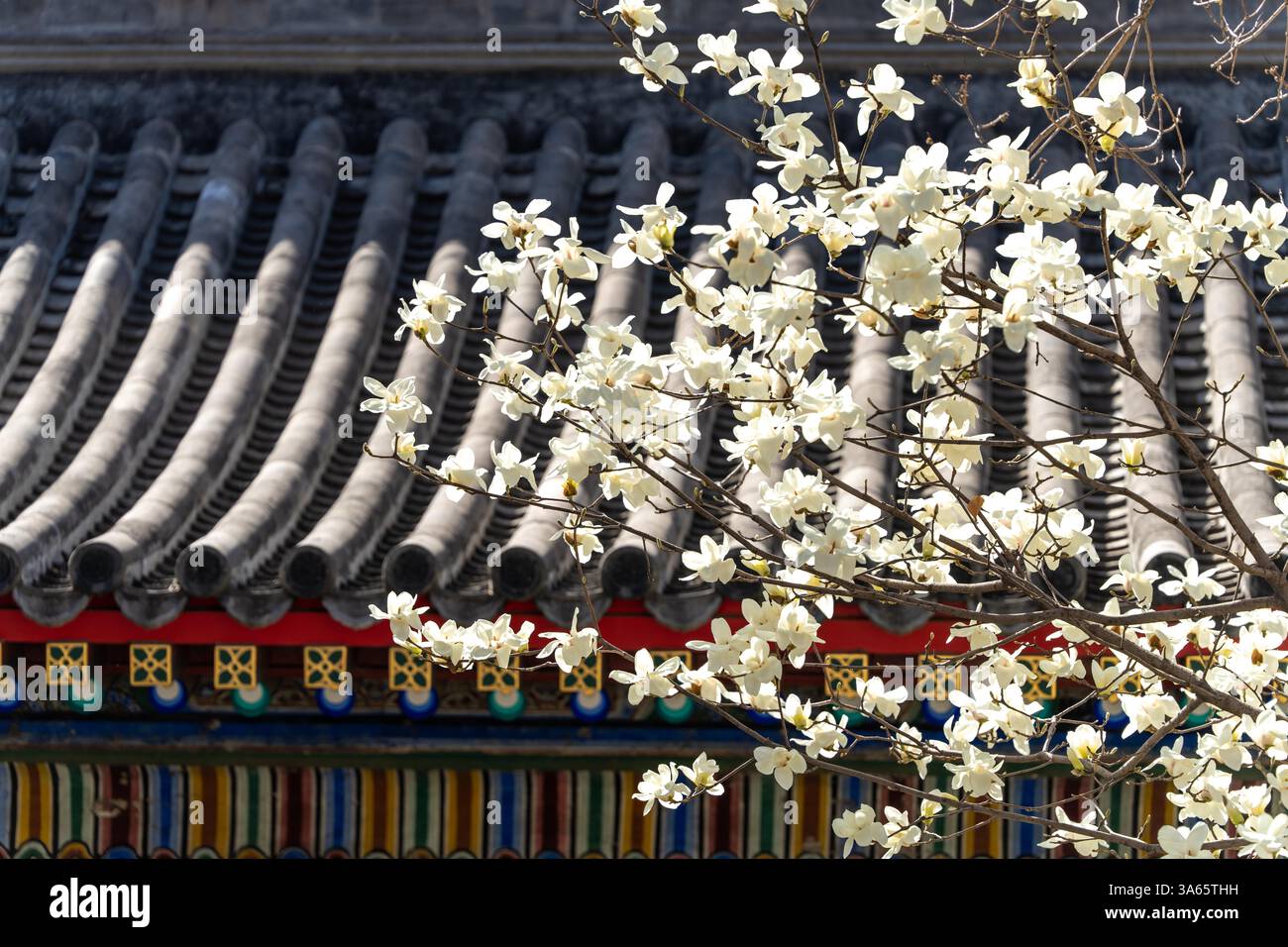 Magnolia flowers are in full bloom at Wanshou Temple in Beijing, China ...