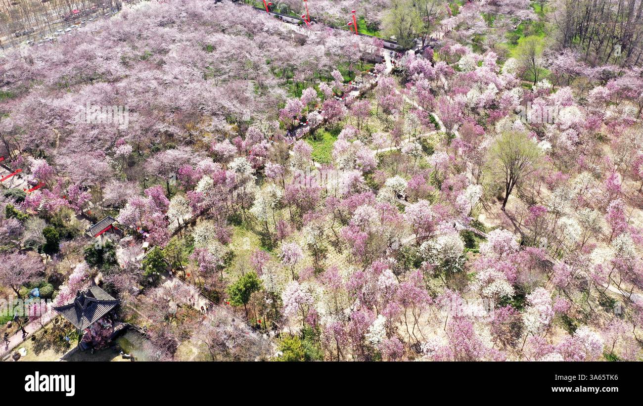 Aerial photo shows the cherry blossoms in Yanling County, Xuchang City ...