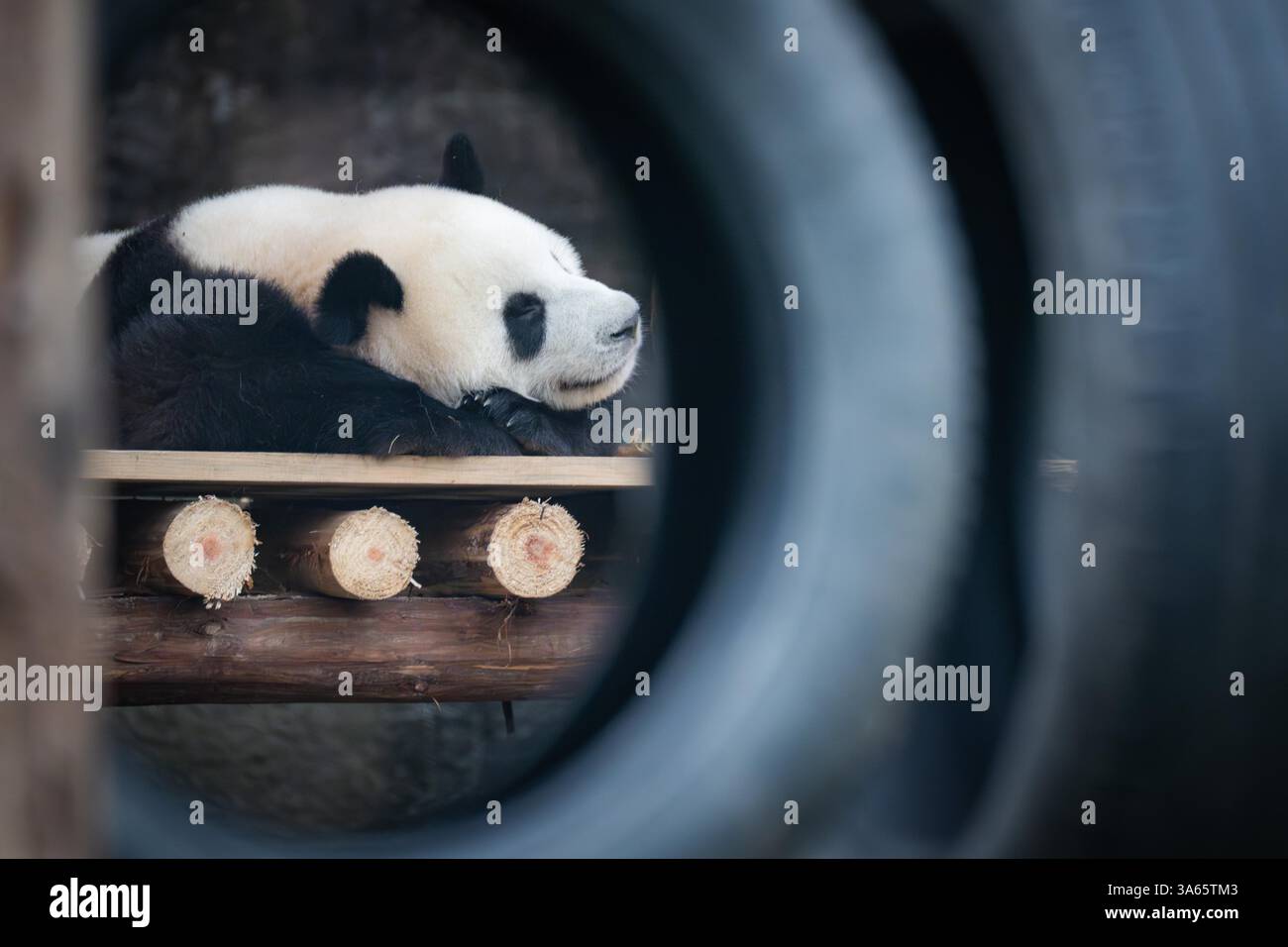Giant pandas enjoy spring time at Chongqing Zoo, Chongqing, China, 22 ...
