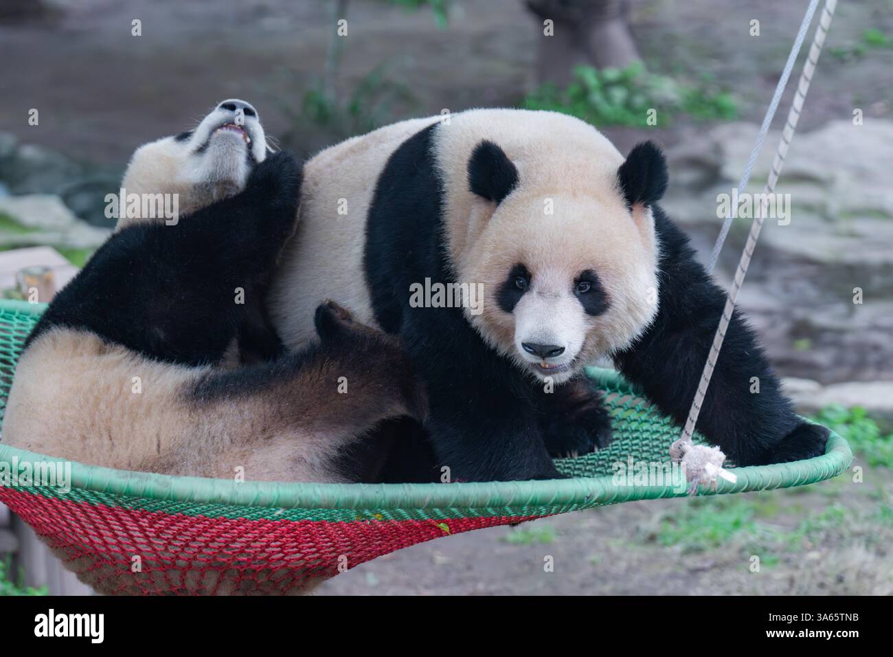Giant pandas enjoy spring time at Chongqing Zoo, Chongqing, China, 22 ...