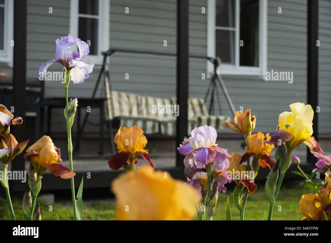 Irises flowers of different varieties in garden on flowerbed. Close up ...