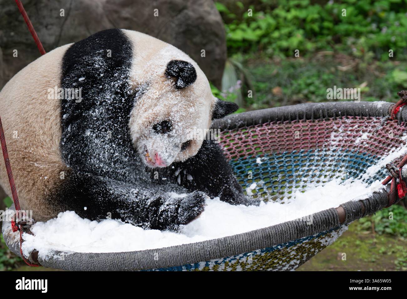 Giant pandas enjoy spring time at Chongqing Zoo, Chongqing, China, 22 ...