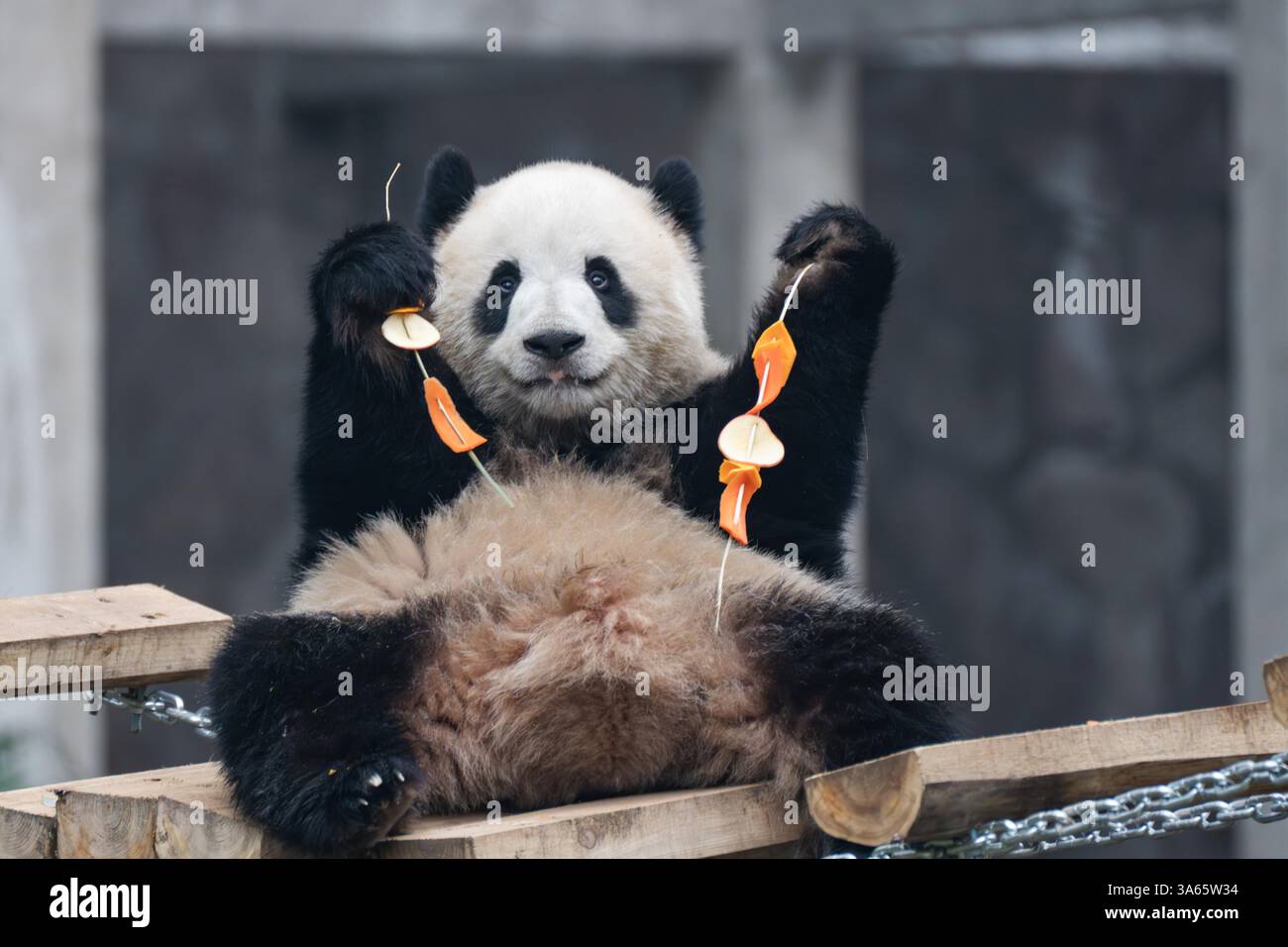 Giant pandas enjoy spring time at Chongqing Zoo, Chongqing, China, 22 ...
