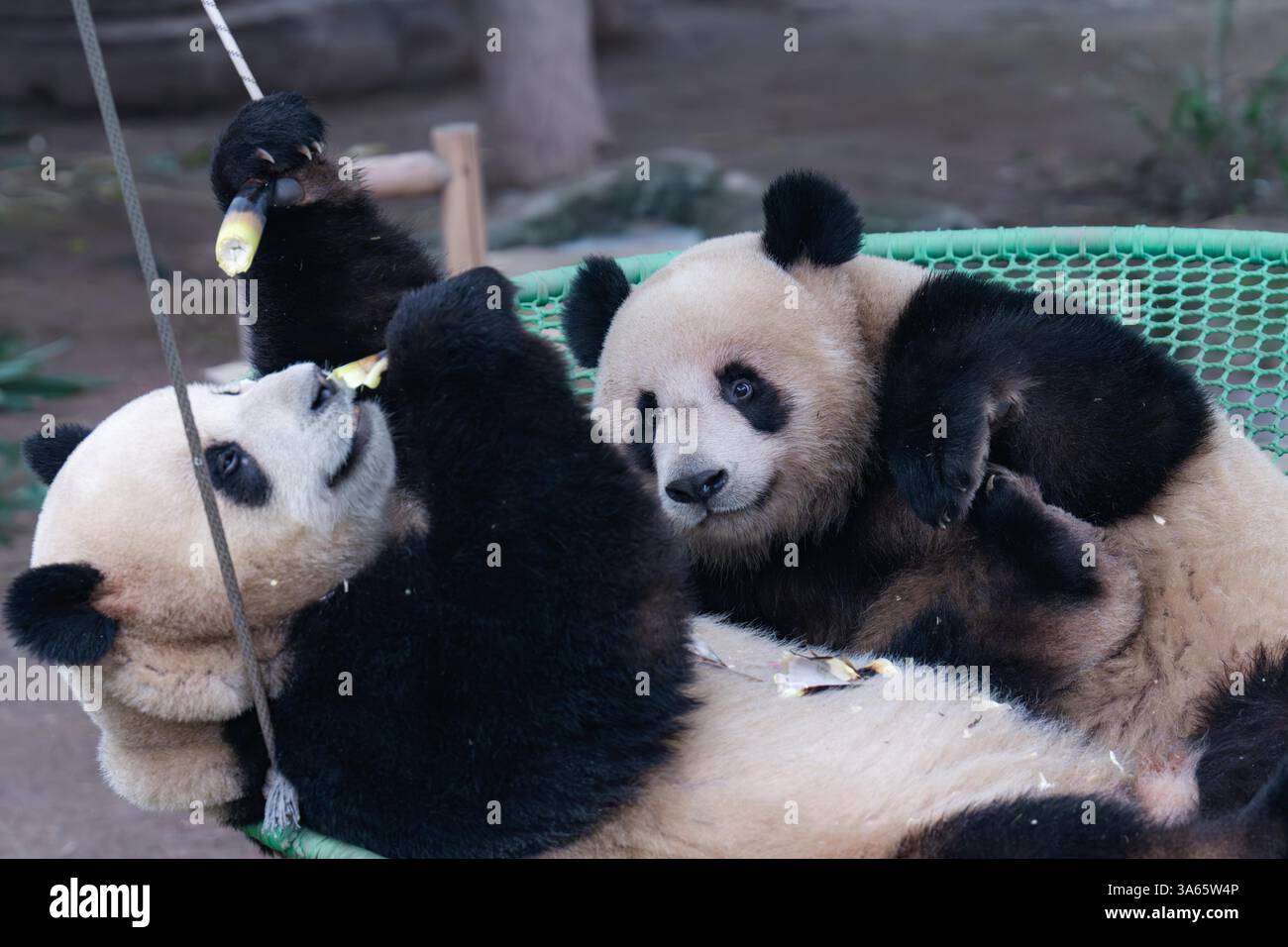 Giant pandas enjoy spring time at Chongqing Zoo, Chongqing, China, 22 ...