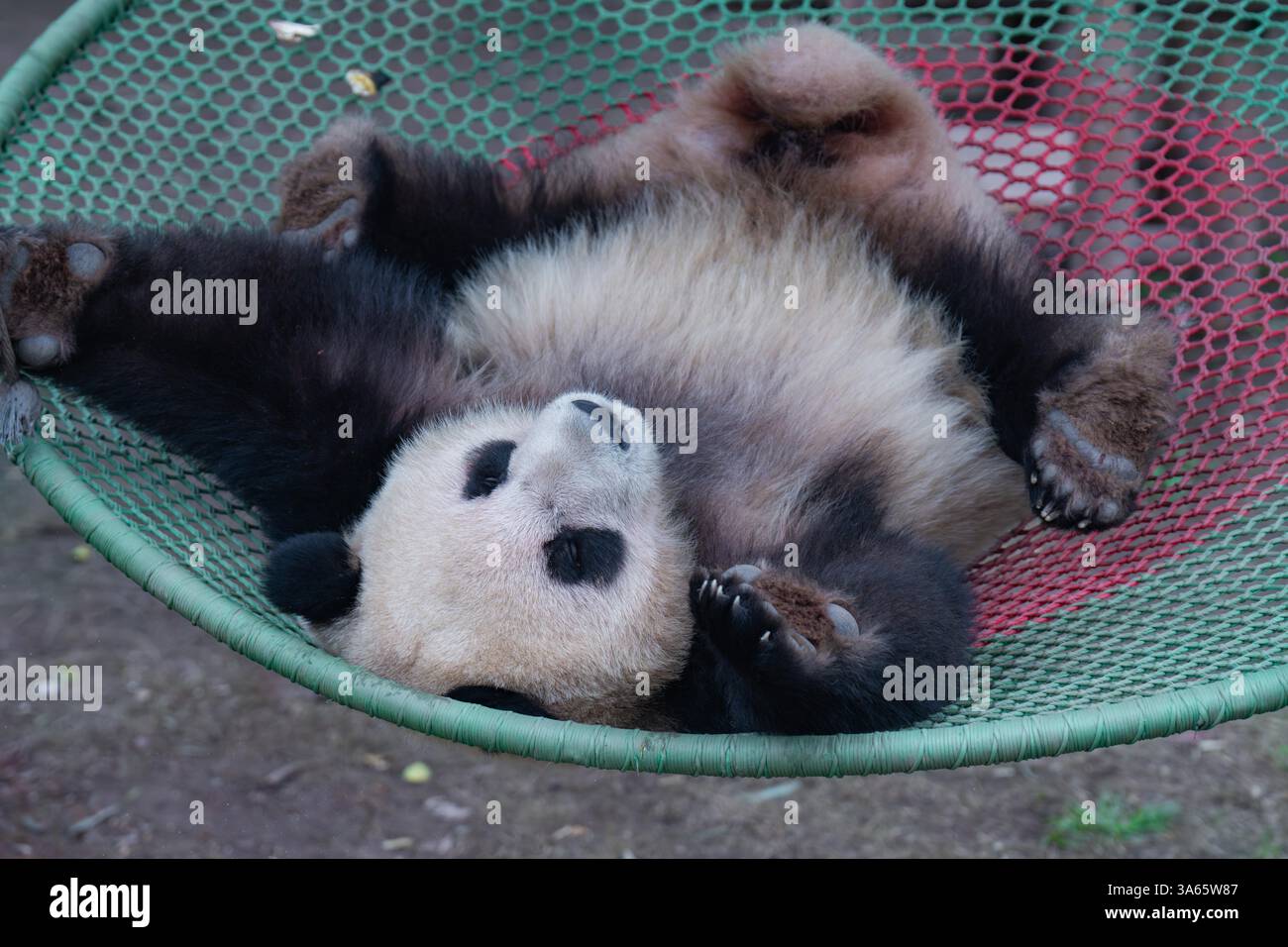 Giant pandas enjoy spring time at Chongqing Zoo, Chongqing, China, 22 ...