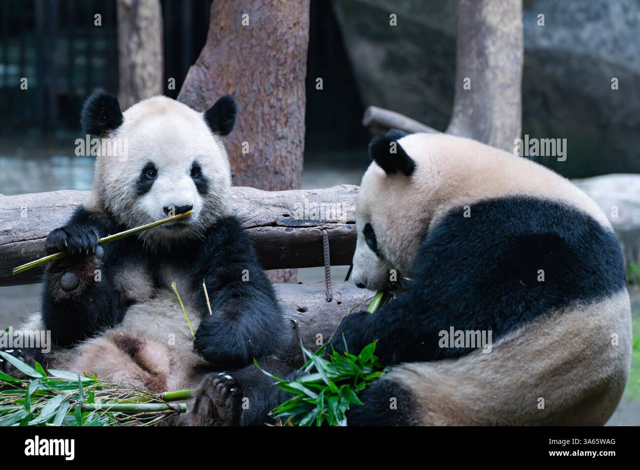 Giant pandas enjoy spring time at Chongqing Zoo, Chongqing, China, 22 ...
