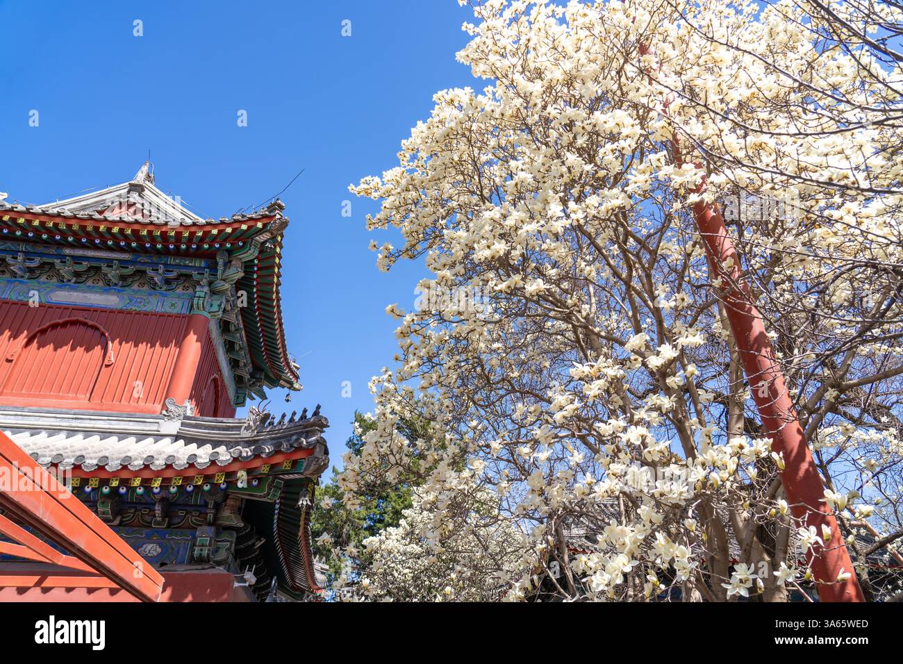 Magnolia flowers are in full bloom at Wanshou Temple in Beijing, China ...