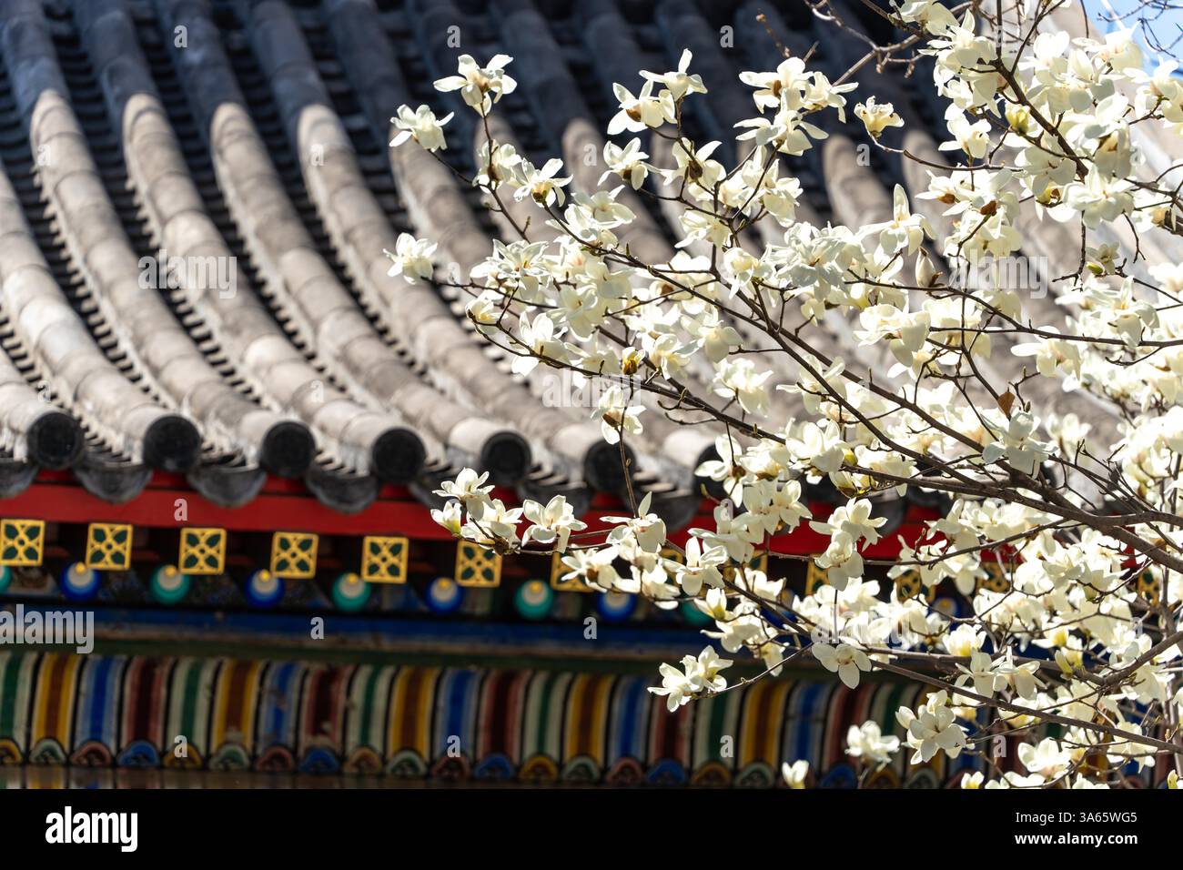 Magnolia flowers are in full bloom at Wanshou Temple in Beijing, China ...