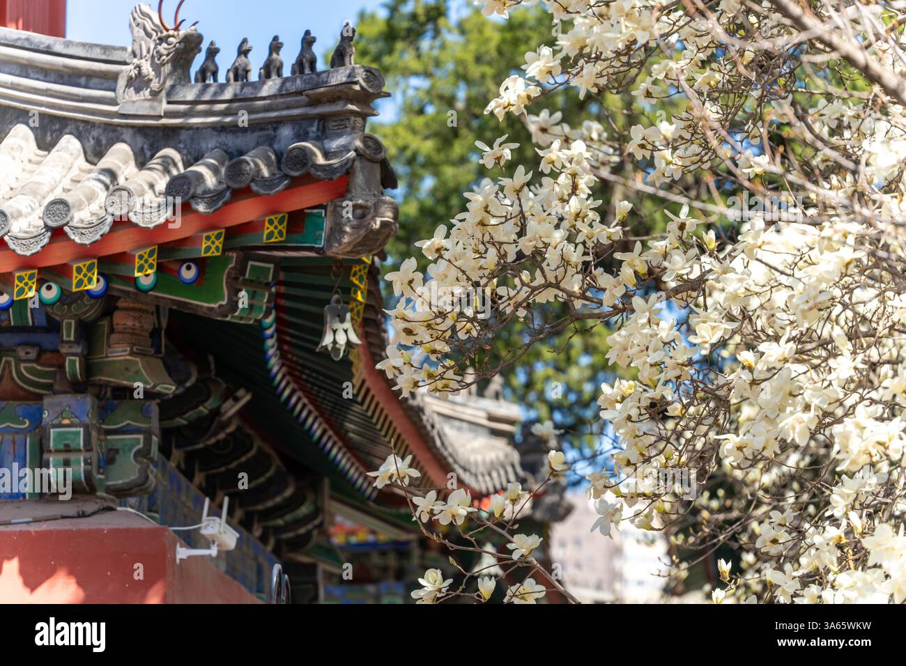 Magnolia flowers are in full bloom at Wanshou Temple in Beijing, China ...
