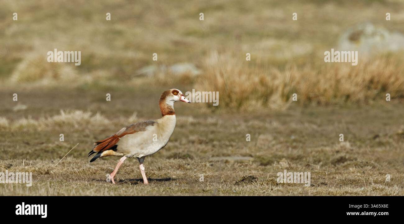 Egyptian goose walking in wetland Stock Photo - Alamy