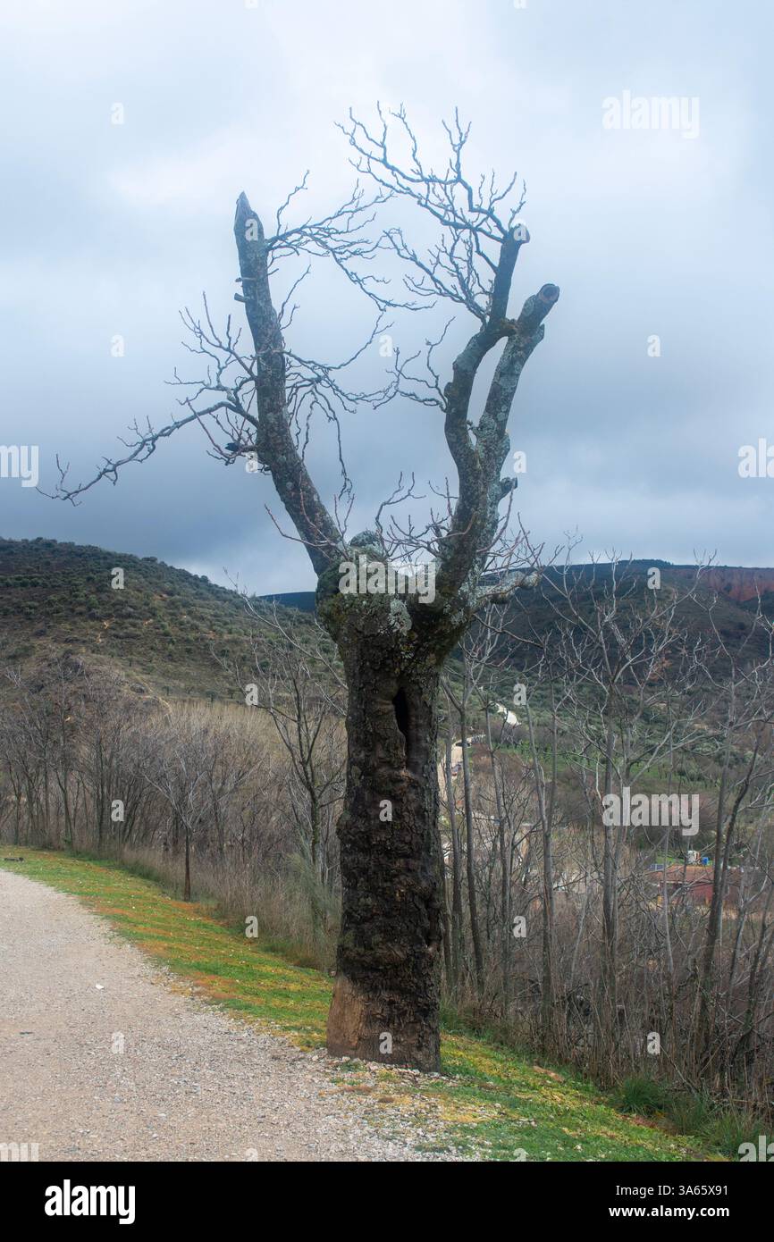 árbol muerto hi-res stock photography and images - Alamy