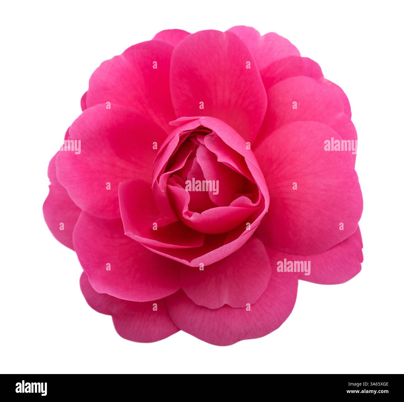 Pink Camellia flower isolated on white background Stock Photo - Alamy