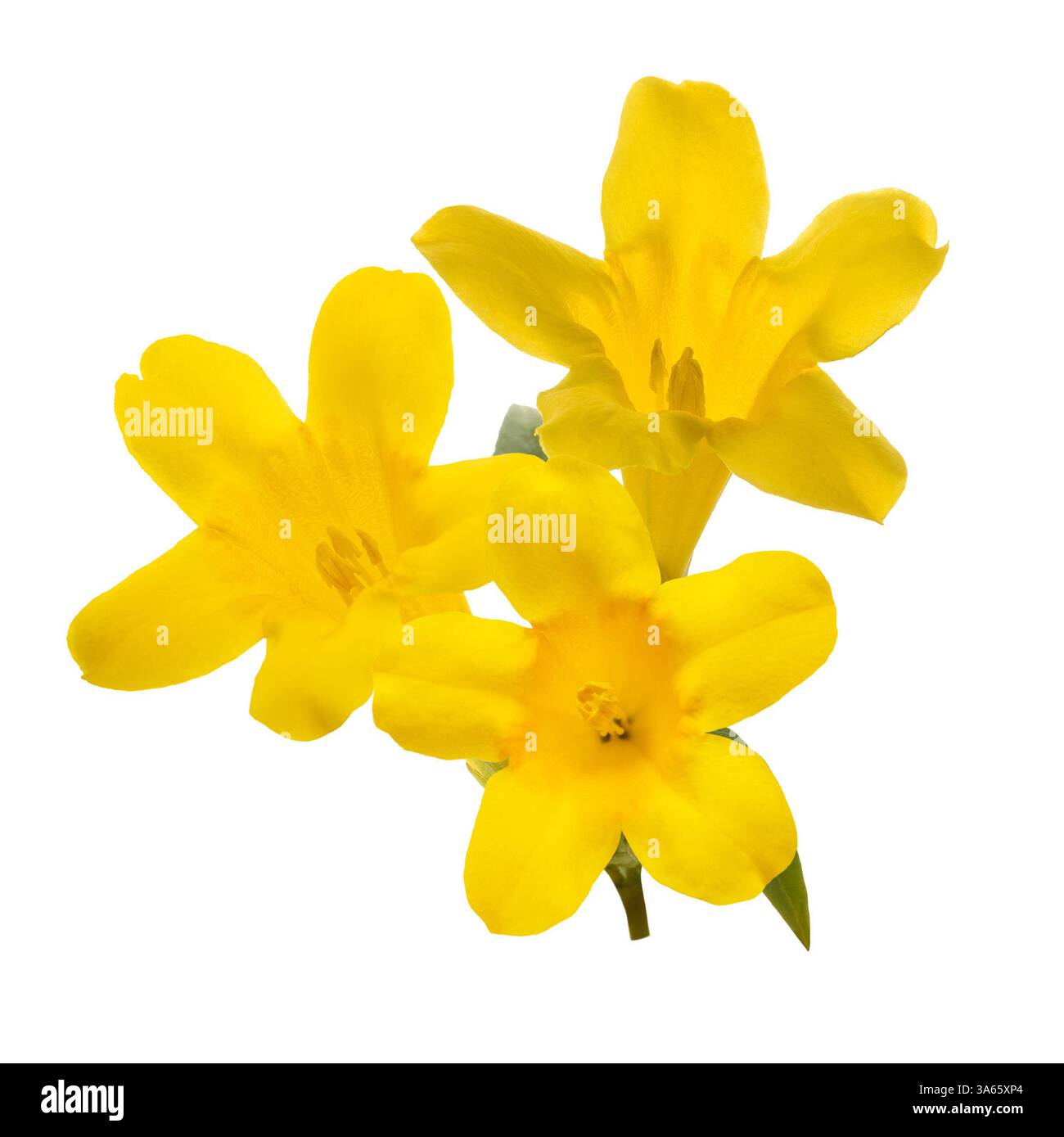 Gelsemium sempervirens isolated on white background Stock Photo - Alamy