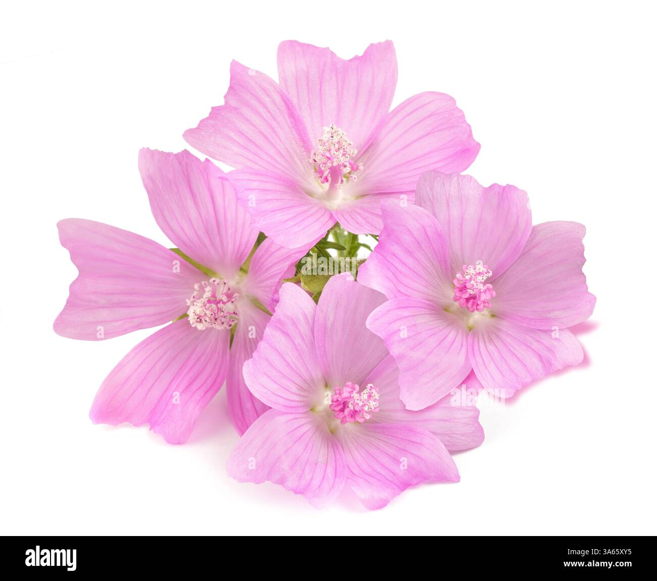 Greater musk mallow flowers isolated on white background Stock Photo ...