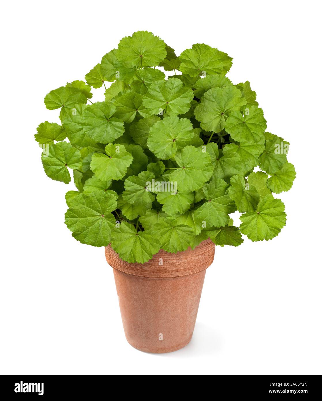 Tall potted plant hi-res stock photography and images - Alamy