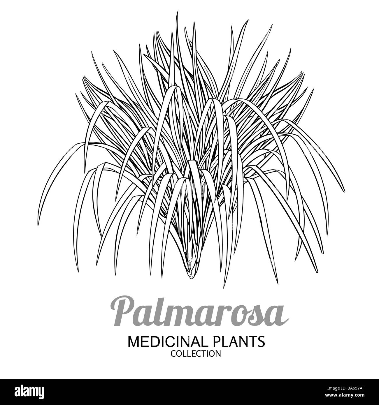 Palmarosa Stock Vector Images - Alamy