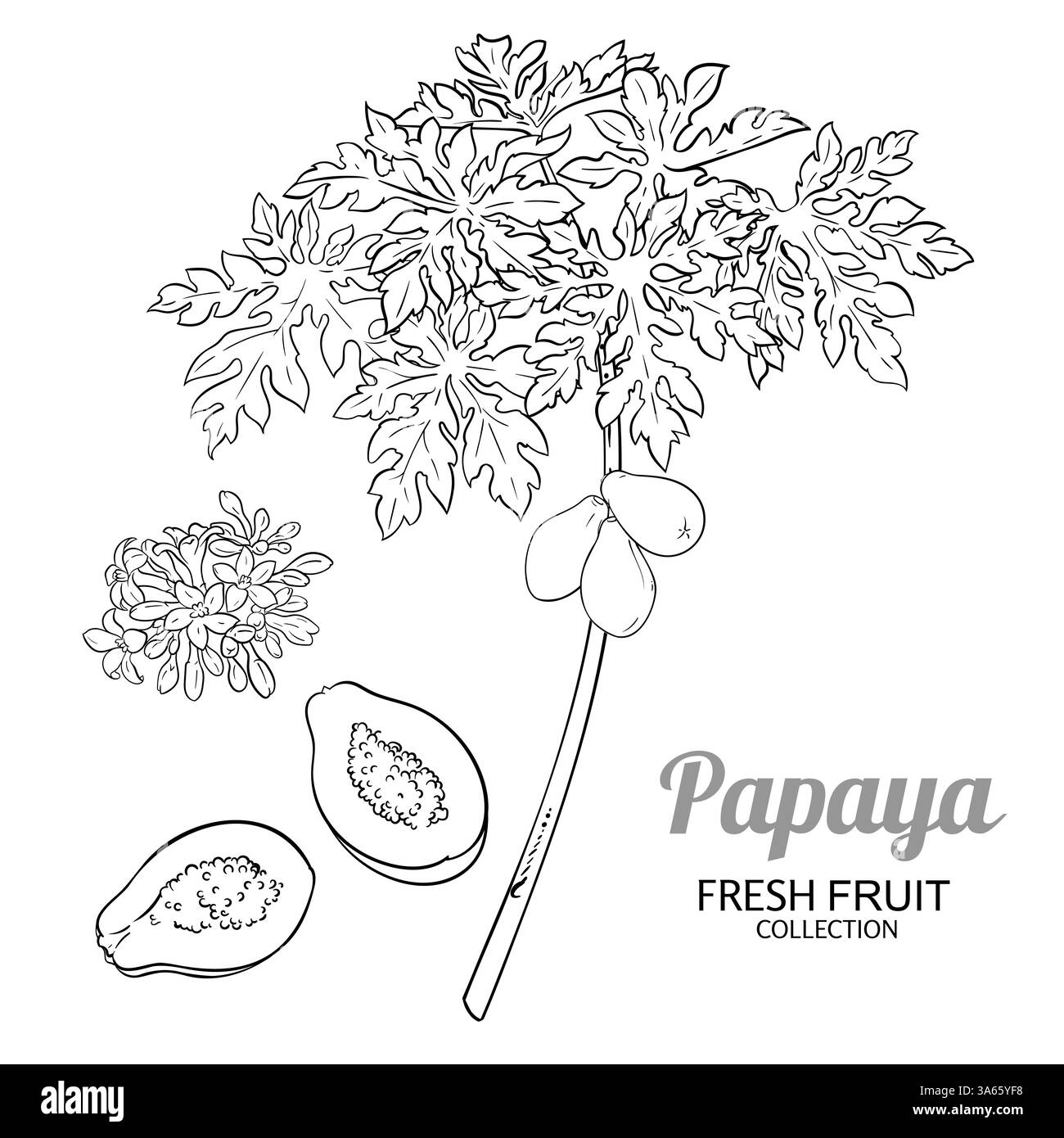 Papaya Plant Vector Outline Illustration Stock Vector Image & Art - Alamy