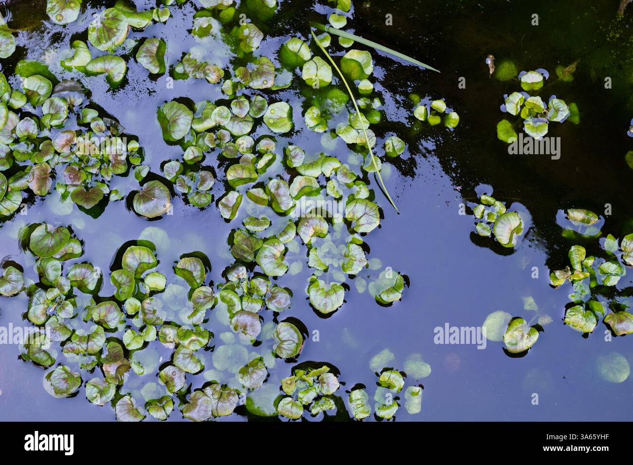 Wet puddle in middle forest hi-res stock photography and images - Alamy