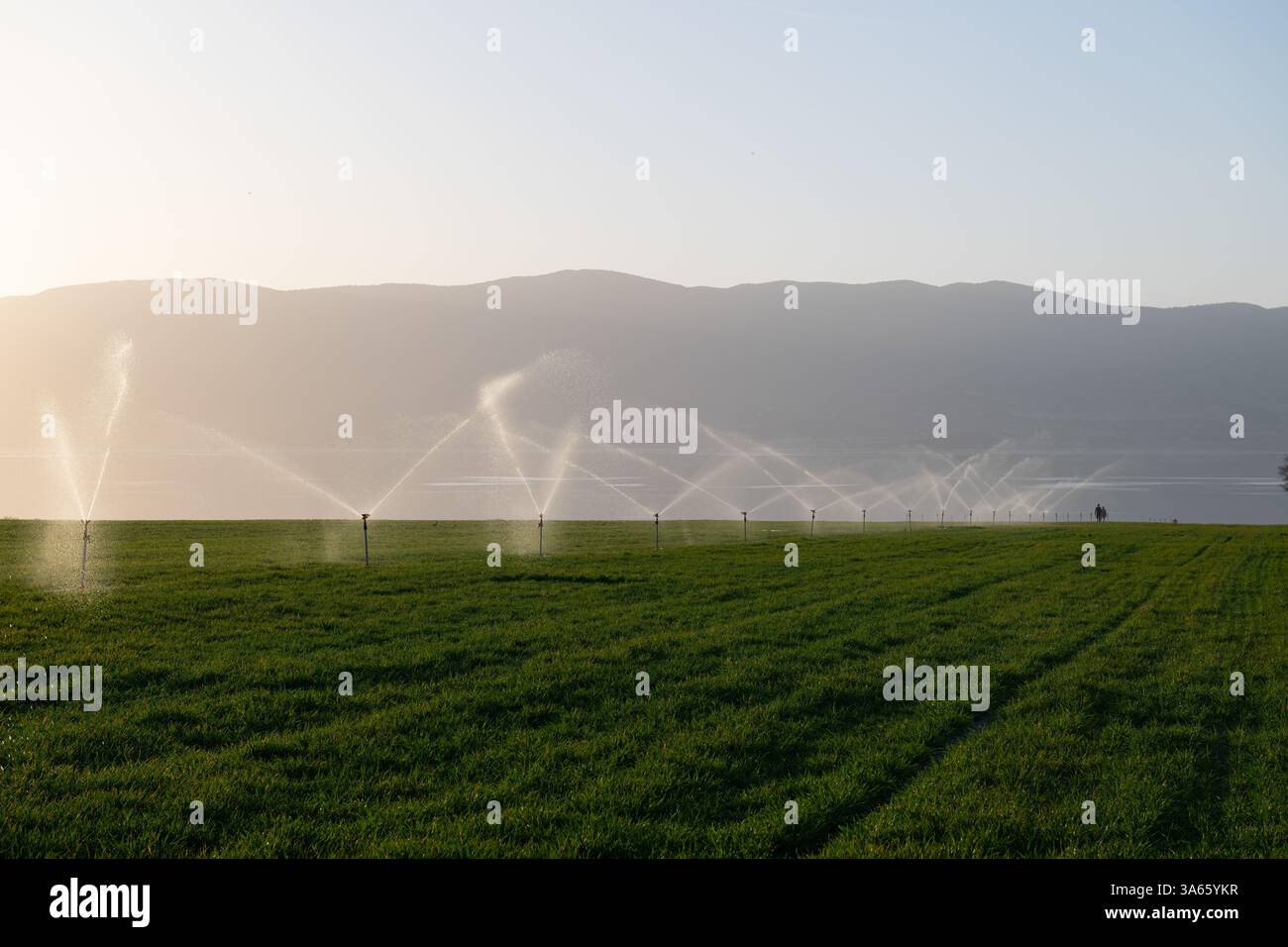 Sprinkler irrigation in a crop field Stock Photo - Alamy