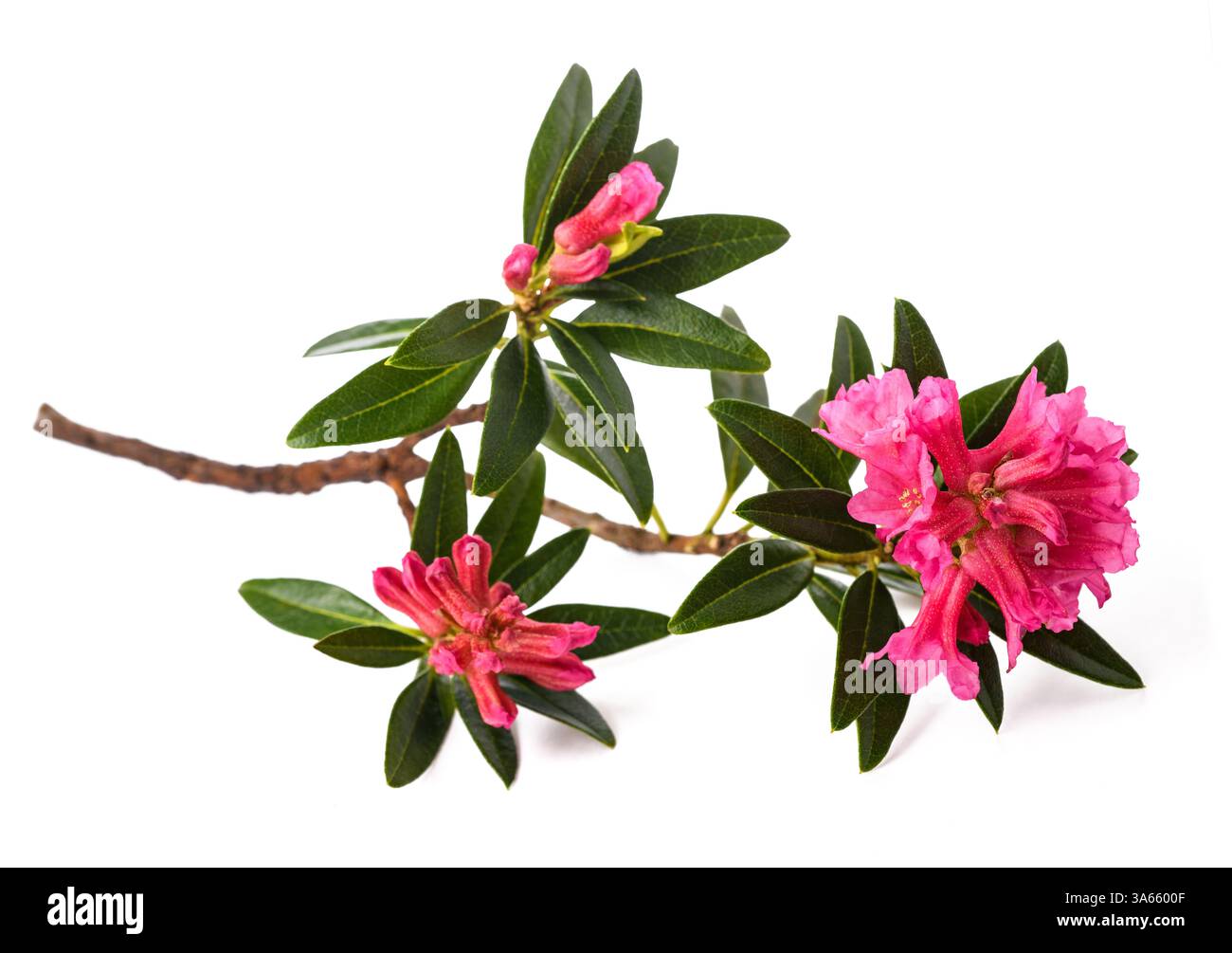 Rusty leaved alpenrose isolated on white background Stock Photo - Alamy