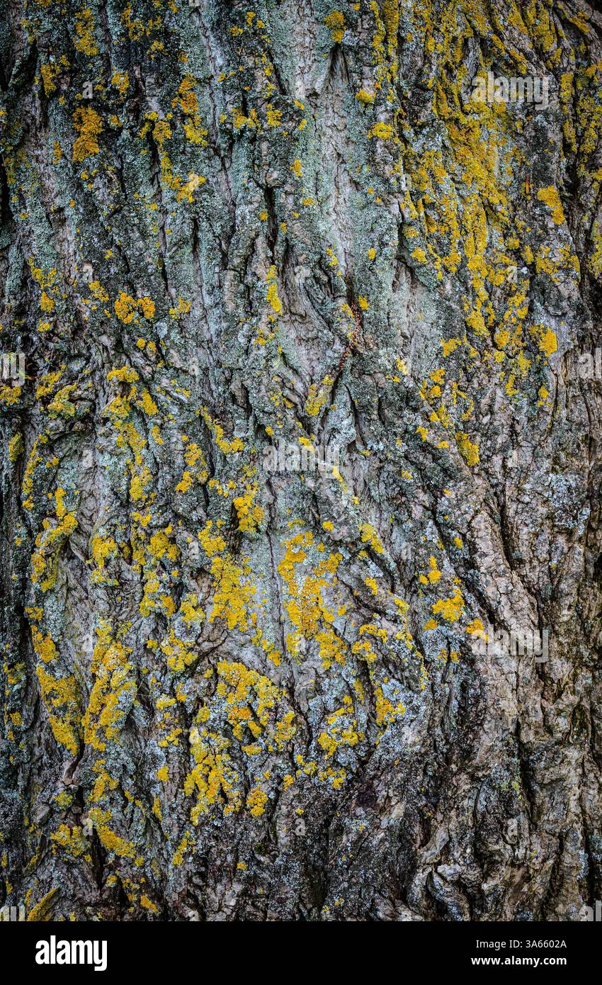 The tree trunk's textured surface, adorned with yellow algae, reveals ...