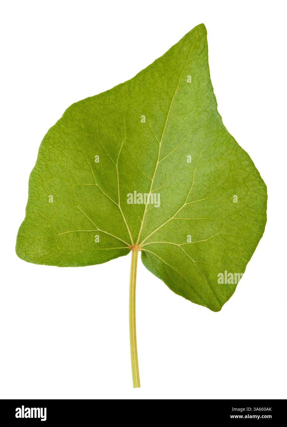 Buckwheat leaf isolated on white background Stock Photo - Alamy