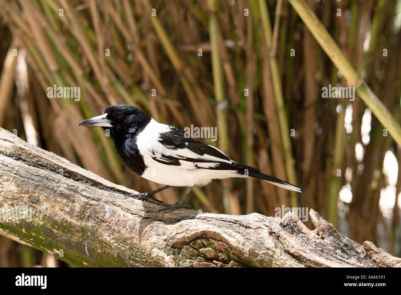 The Pied Butcherbird is a medium-sized black and white bird. It has a ...